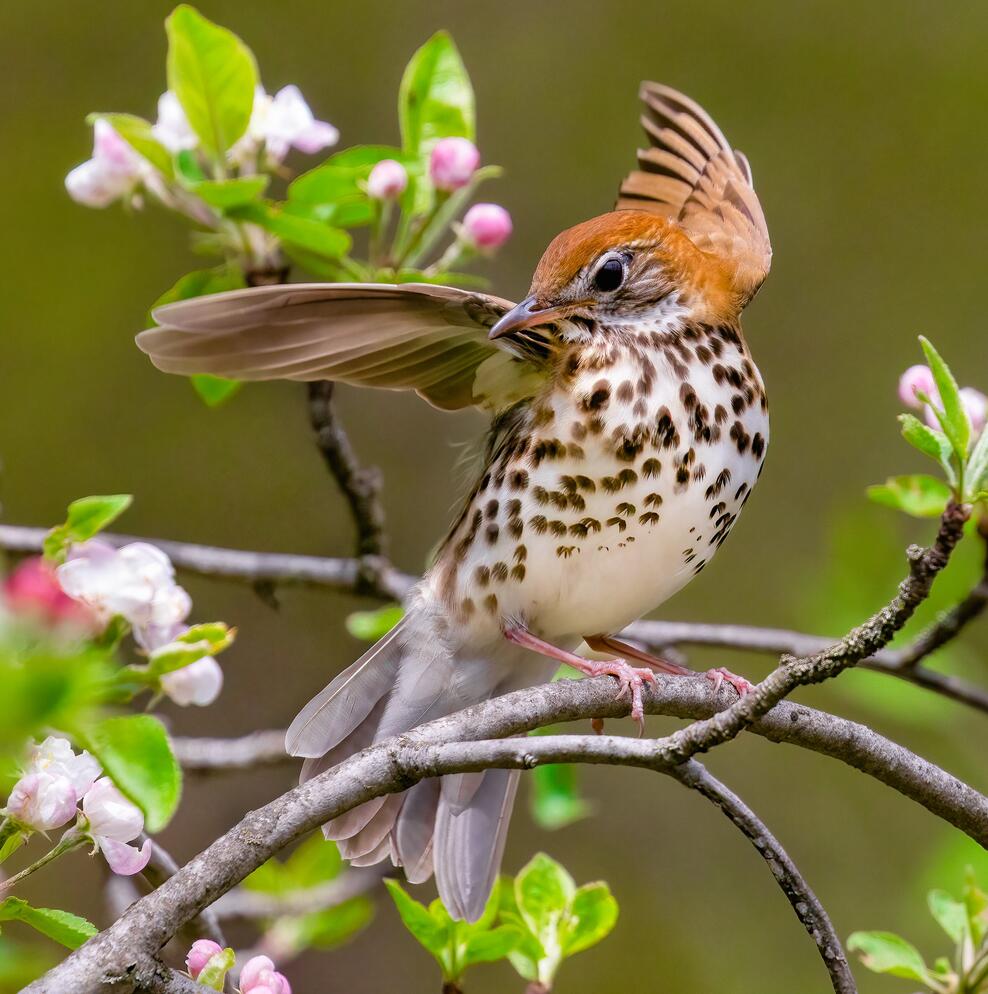 wood thrush
