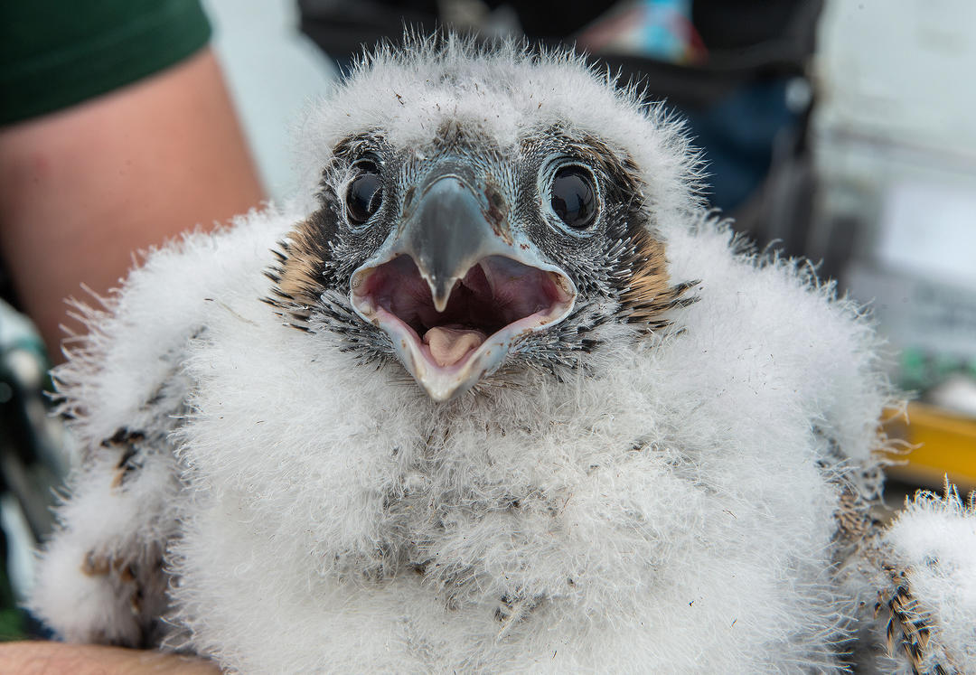 Peregrine Falcon Nesting Season is Complete | Audubon Vermont Peregrine Falcon Nesting Season is Complete | Audubon Vermont