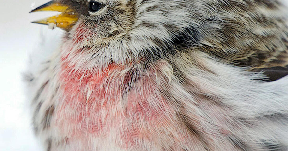cinnamon lesser redpoll