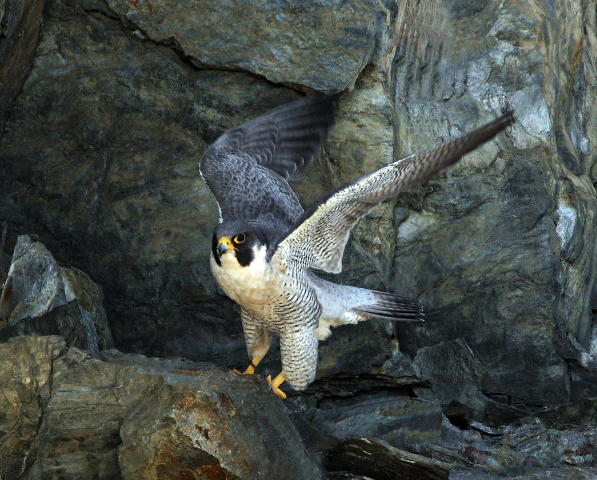 Peregrine Falcon Recovery Project | Audubon Vermont