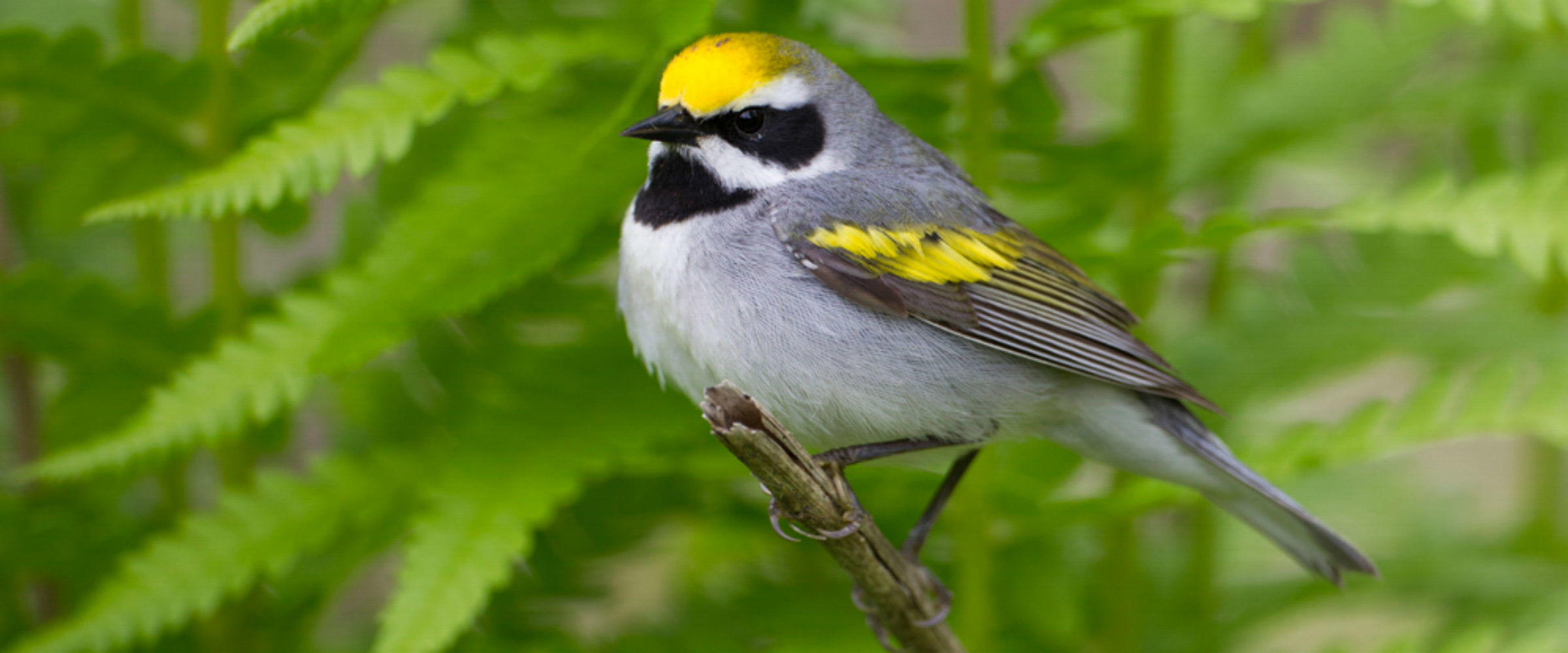 Golden-winged Warbler Conservation | Audubon Vermont
